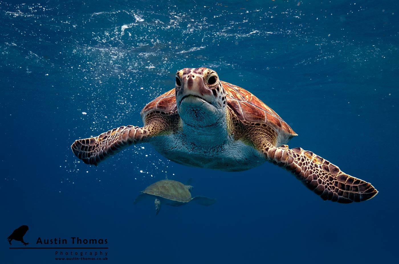 Gallery – Austin Thomas Photography