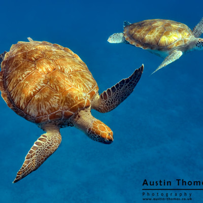 Sea Turtles – Austin Thomas Photography